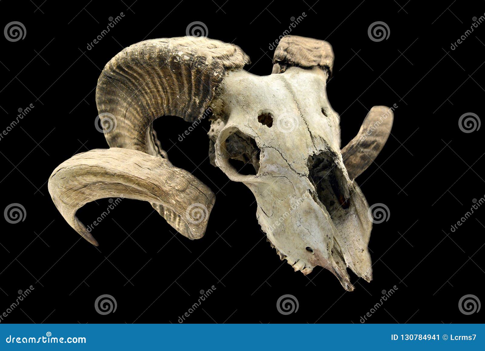 Goat Skull Stock Photos - Download 915 Royalty Free Photos