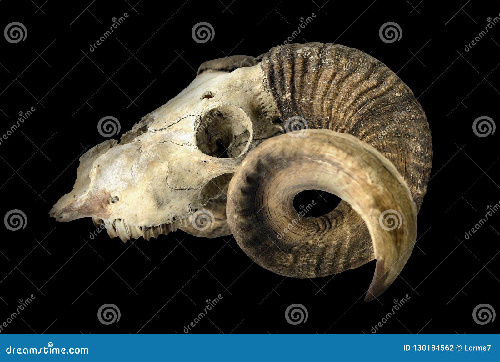 Goat Skull with Horns and Teeth on Black Isolated Background. Stock ...