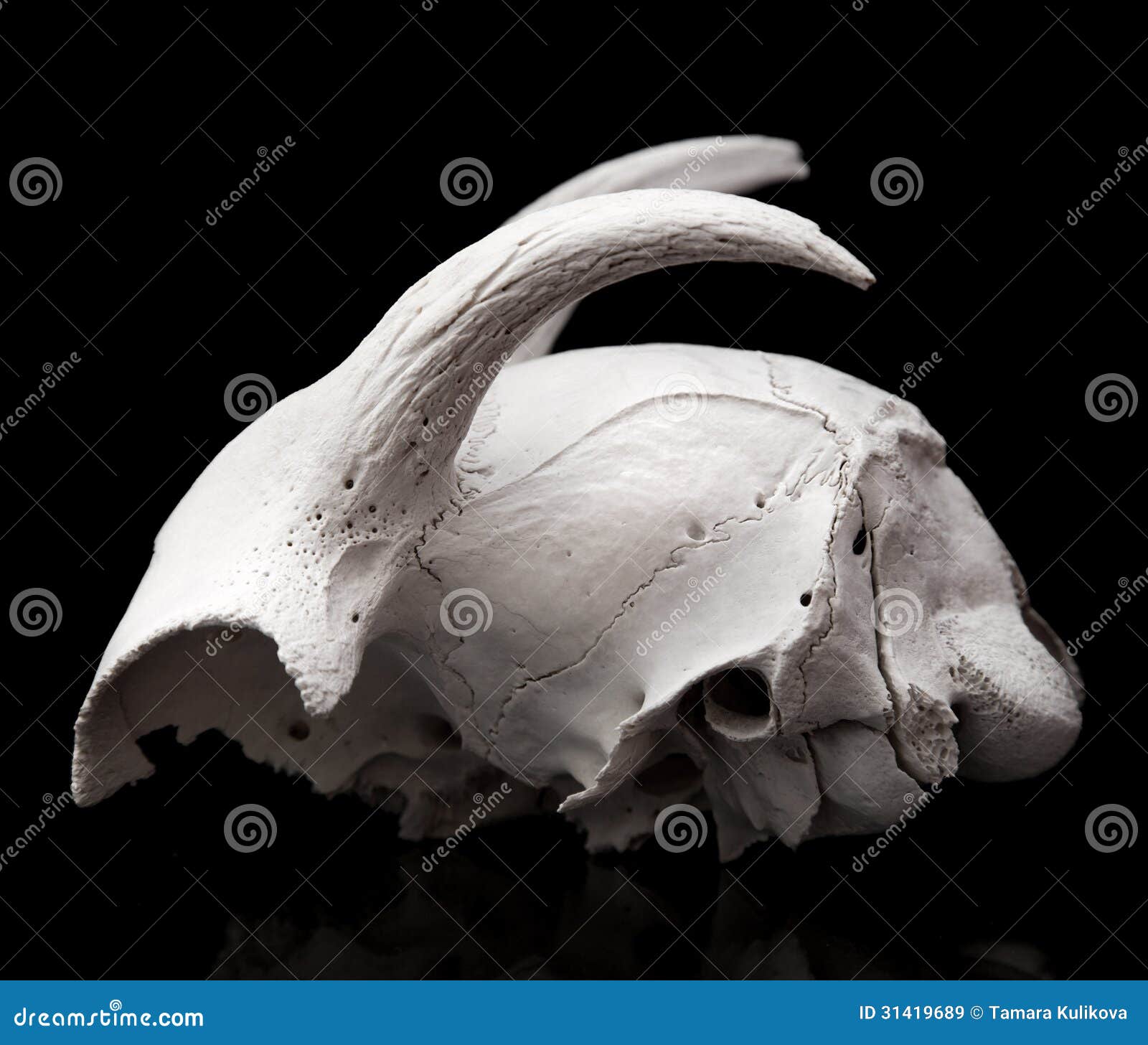Goat skull stock image. Image of object, view, anatomy - 31419689