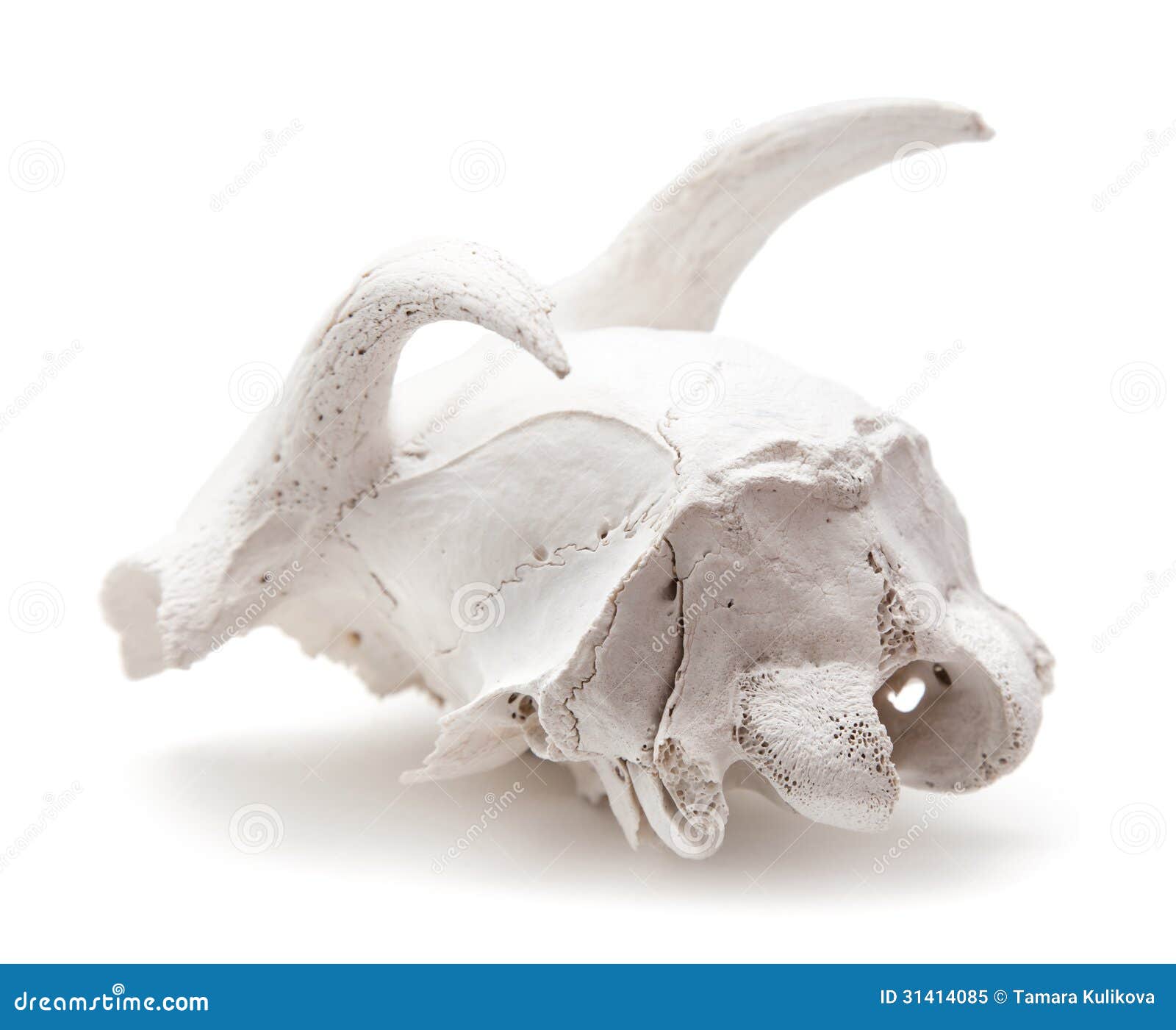 Goat skull stock image. Image of white, skull, side, bones - 31414085