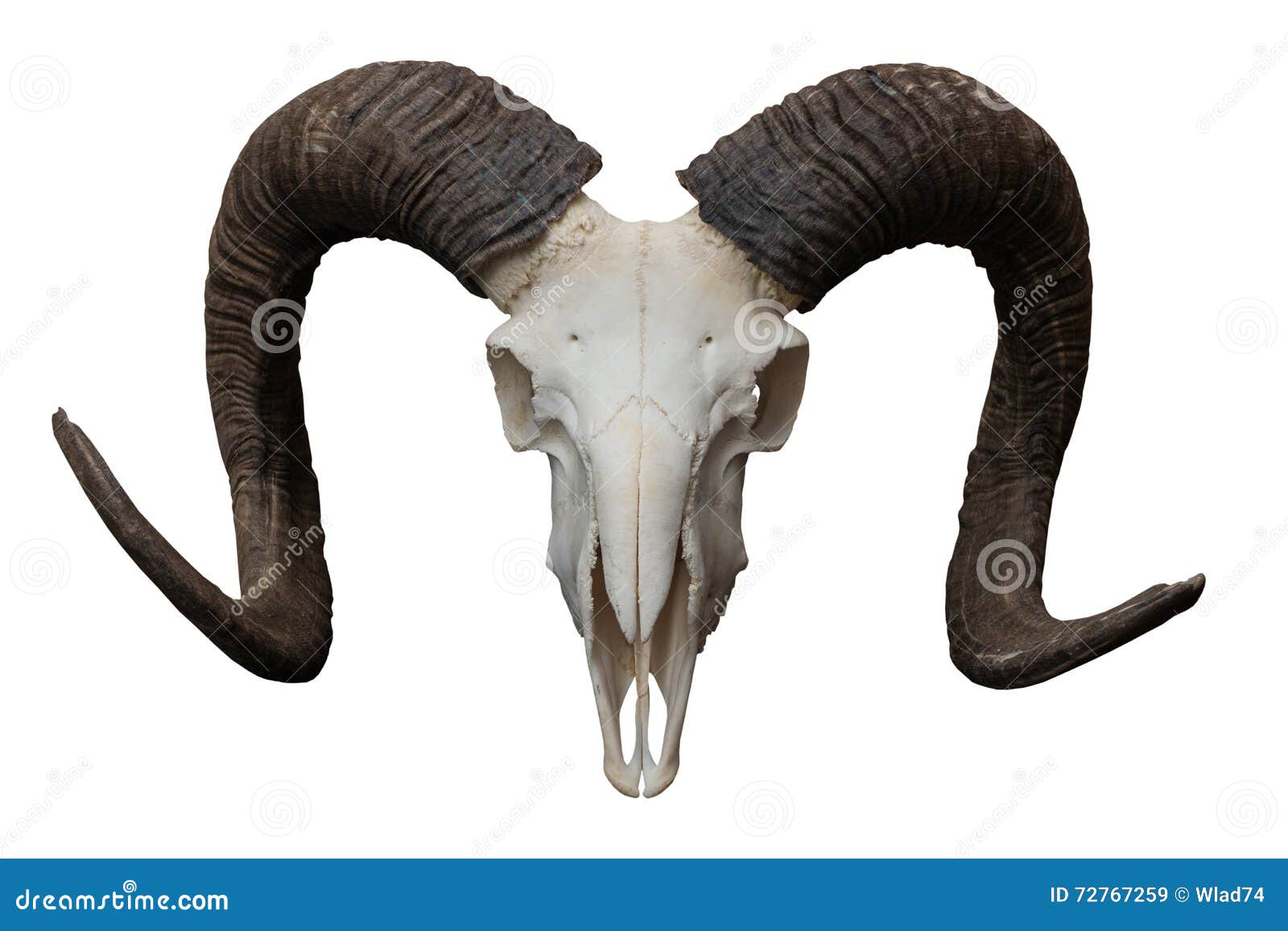 Goat Skull Isolated on the White Background Stock Image - Image of ...