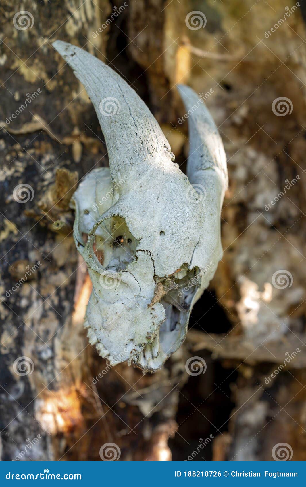 Goat Skull Skeleton Head Hanging on a Tree Bark Stock Photo - Image of ...
