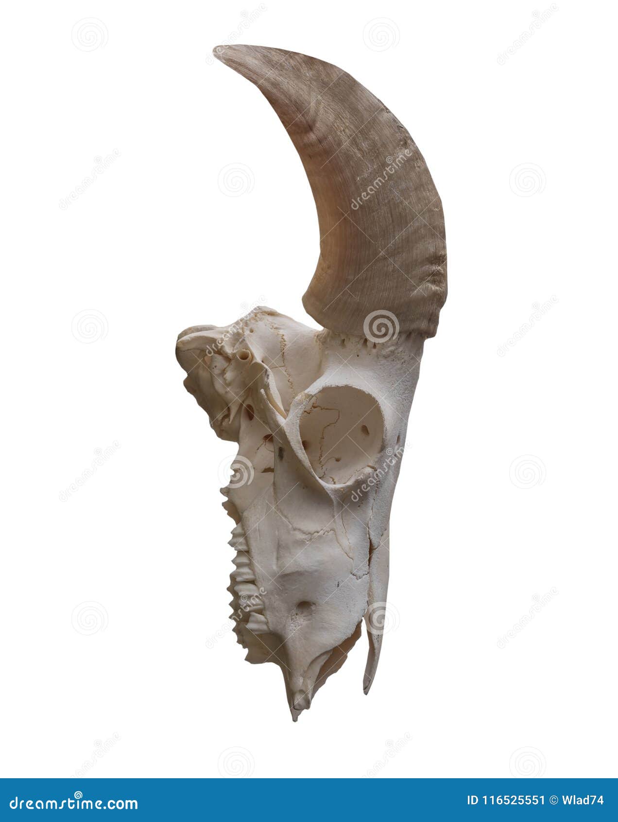 Goat Skull on White Background, Side View Stock Image - Image of mutton ...