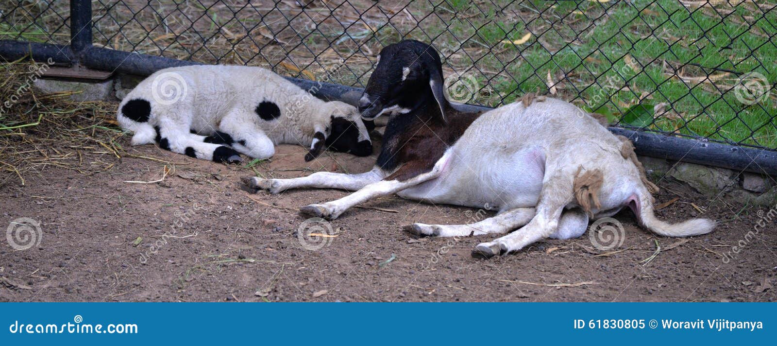 Goat sleep stock image. Image of bucks, heads, head, goats - 61830805