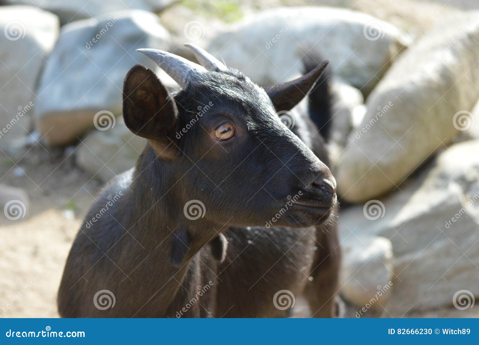 Goat smile stock photo. Image of nature, life, horned - 82666230