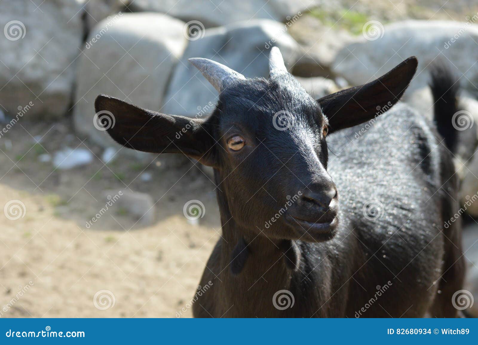 Goat Smile Stock Images - Download 2,515 Royalty Free Photos