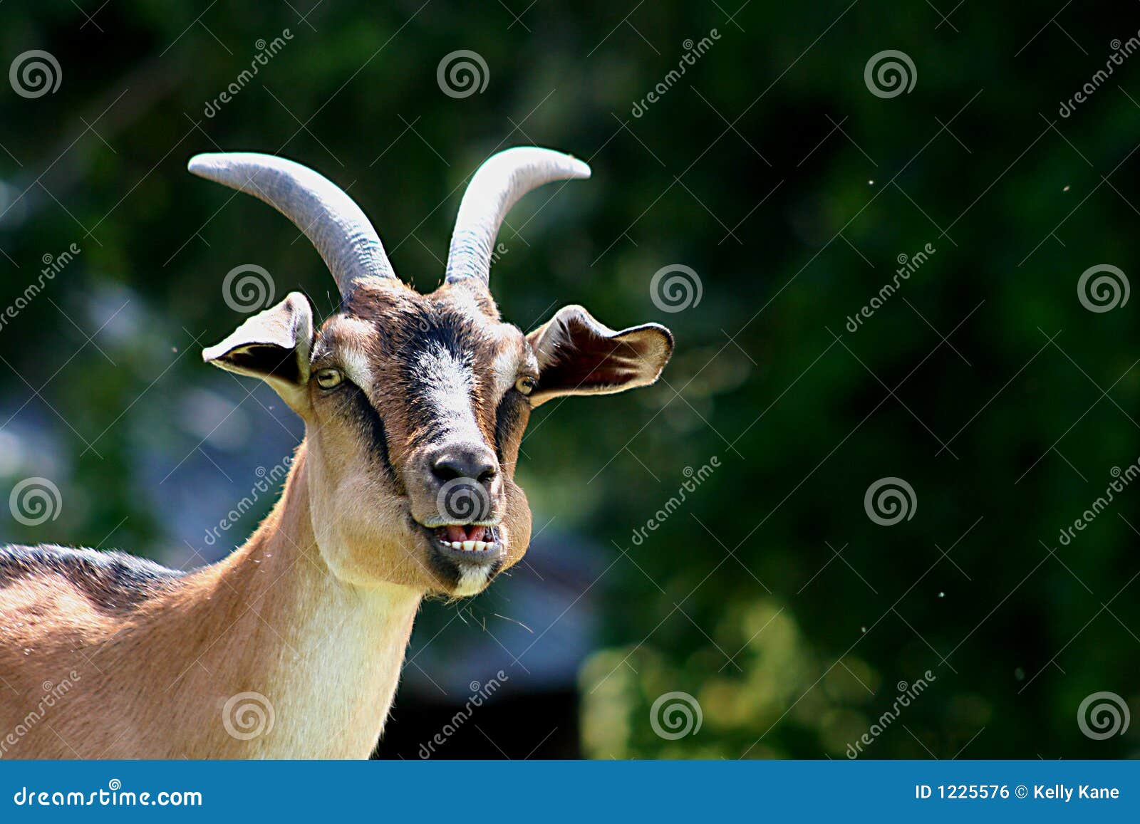 Goat Smiling stock photo. Image of goat, mouth, rural - 1225576