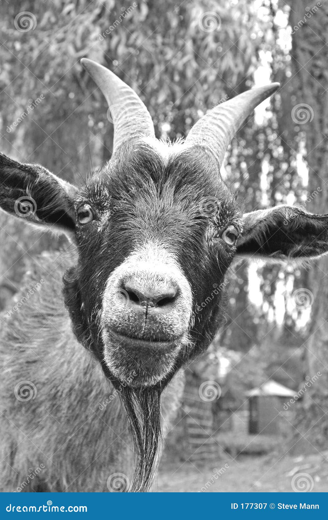 Goat smiling stock image. Image of pets, black, mammals - 177307