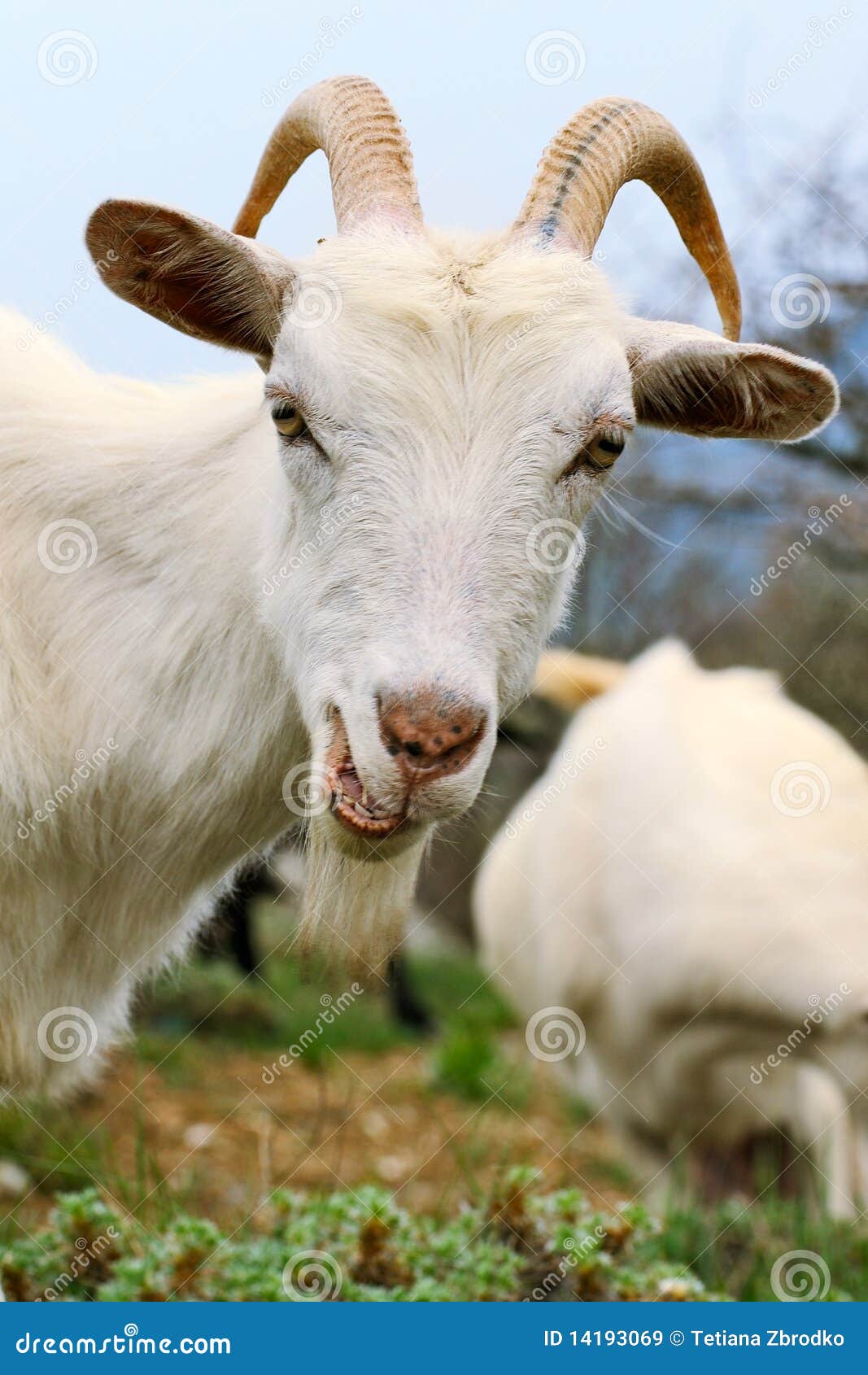 Goat with smirk stock image. Image of grass, nose, meadow - 14193069