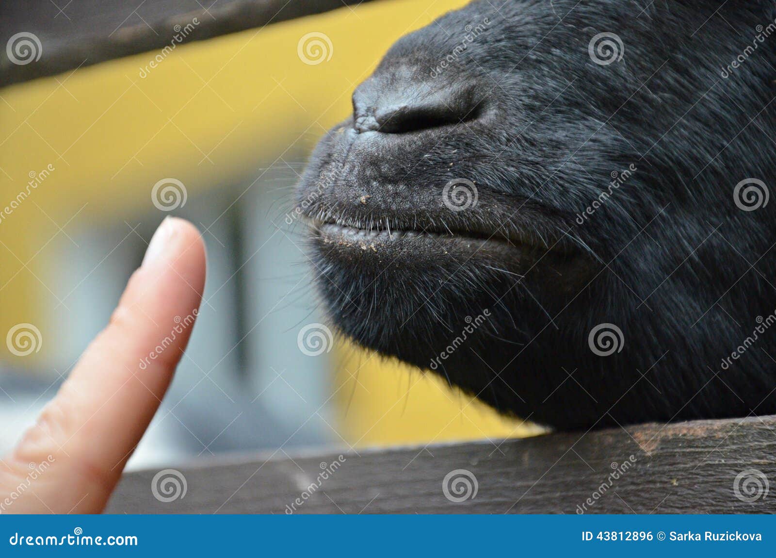 Goat sniffing to a finger stock photo. Image of beard - 43812896