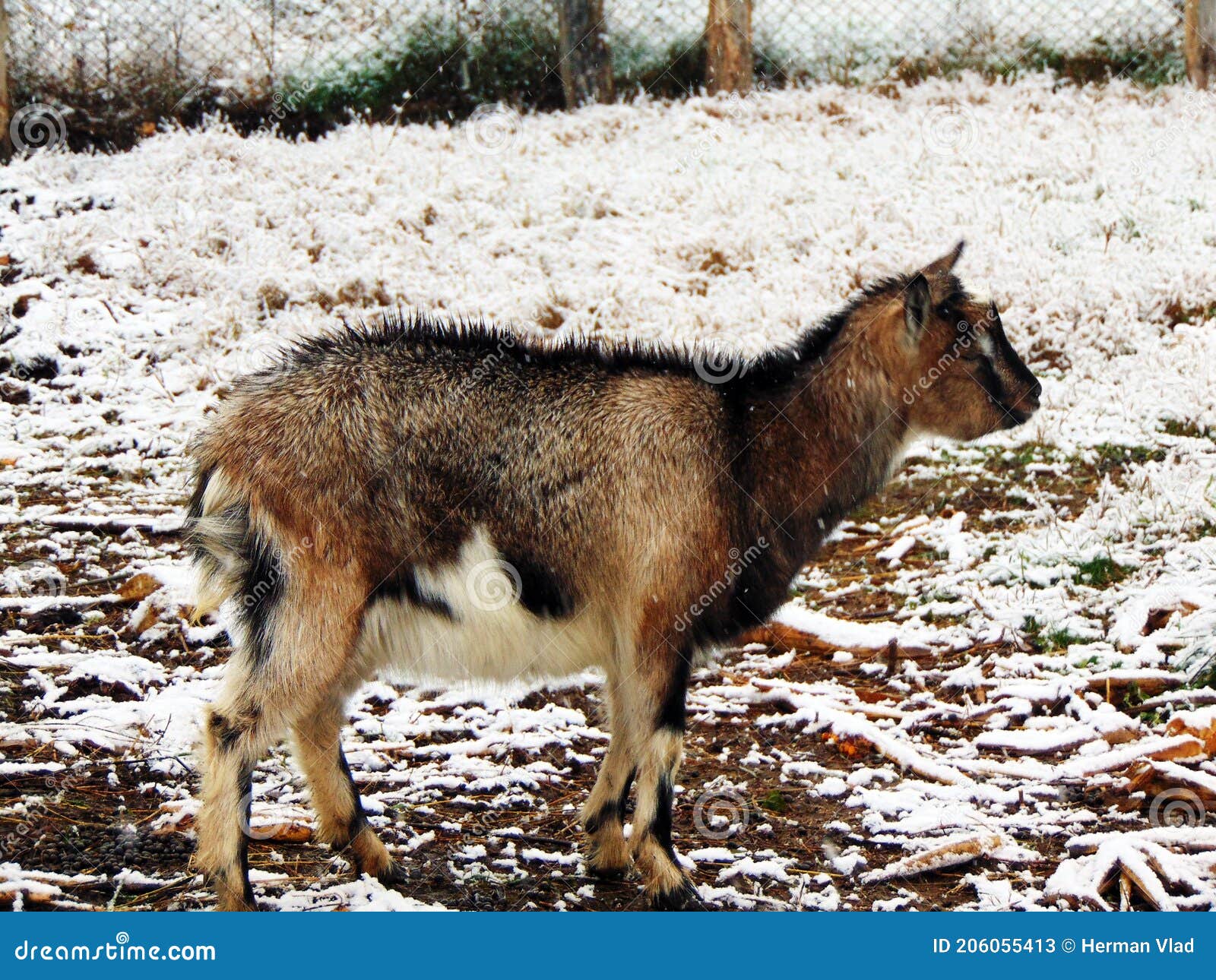 A goat in the snow stock image. Image of christmas, goat - 206055413