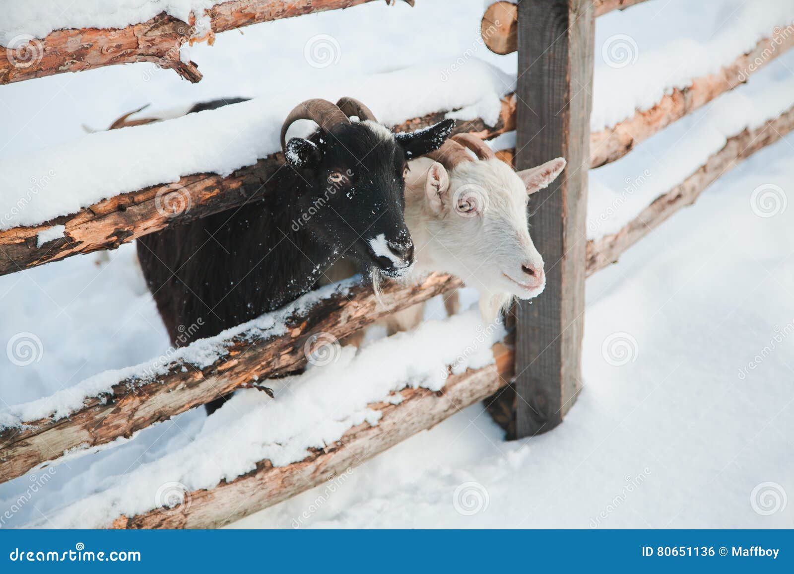 Goat in Snow stock photo. Image of wilderness, wildlife - 80651136