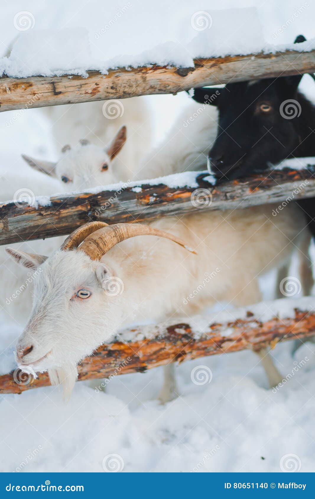 Goat in Snow stock photo. Image of aggressive, nature - 80651140