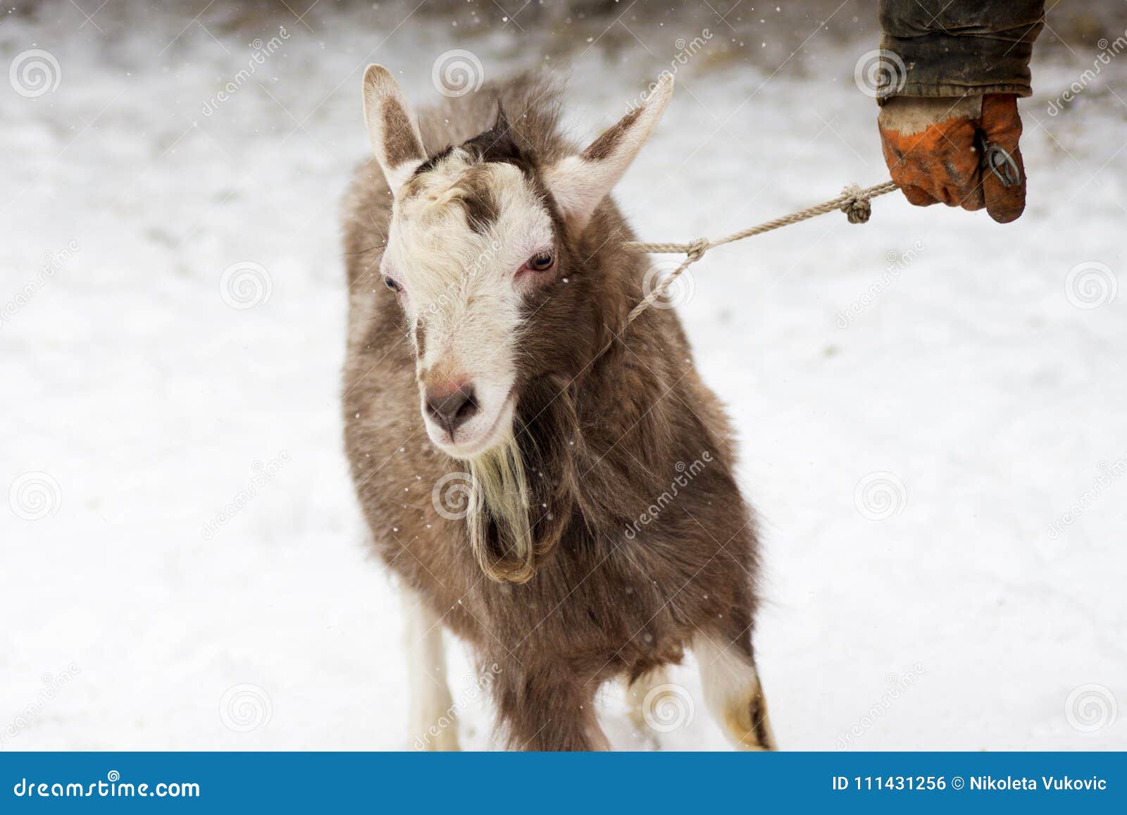 Goat in snow at winter stock photo. Image of scene, pasture - 111431256
