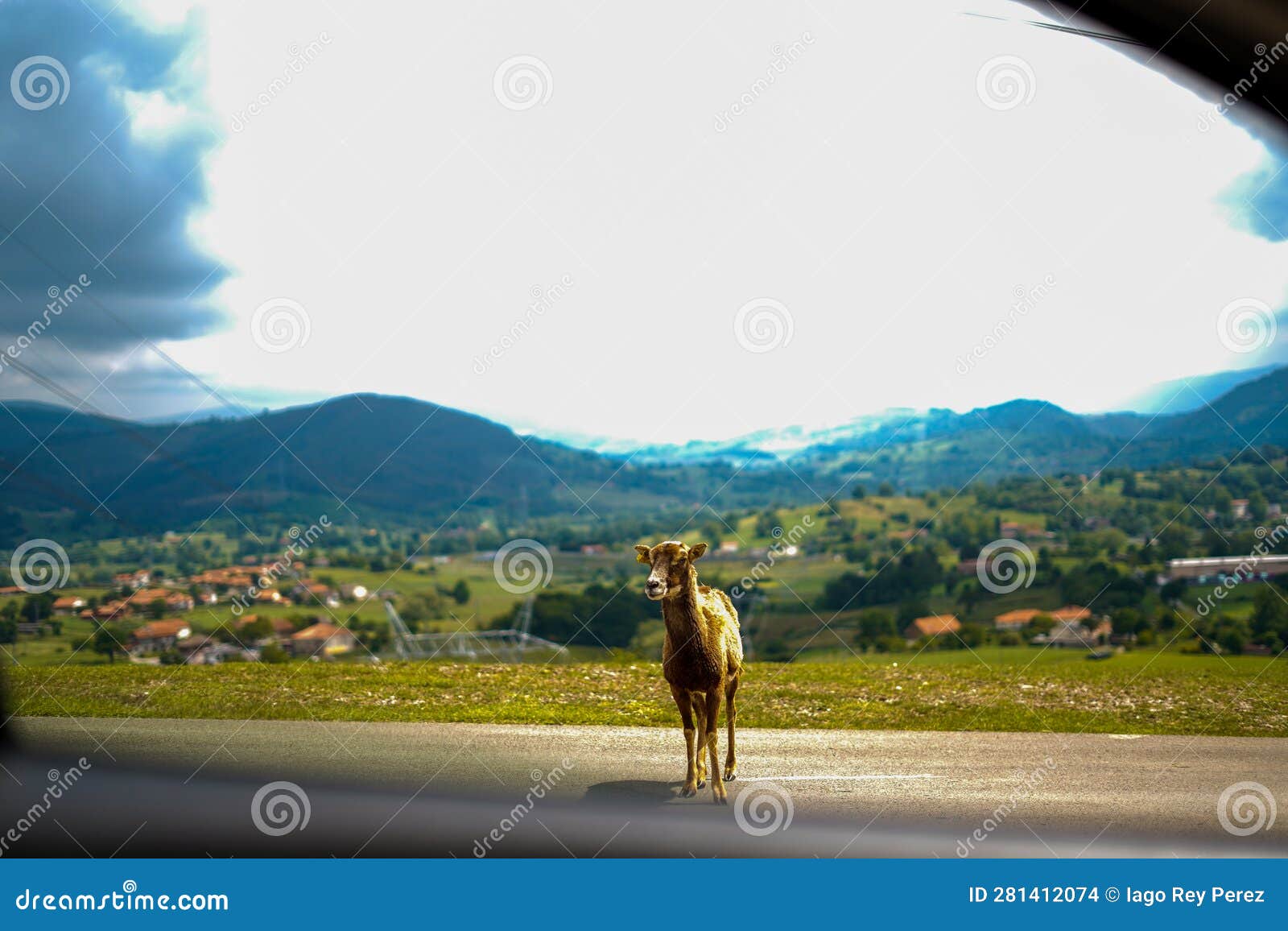Goat spotted from the car stock photo. Image of automobile - 281412074
