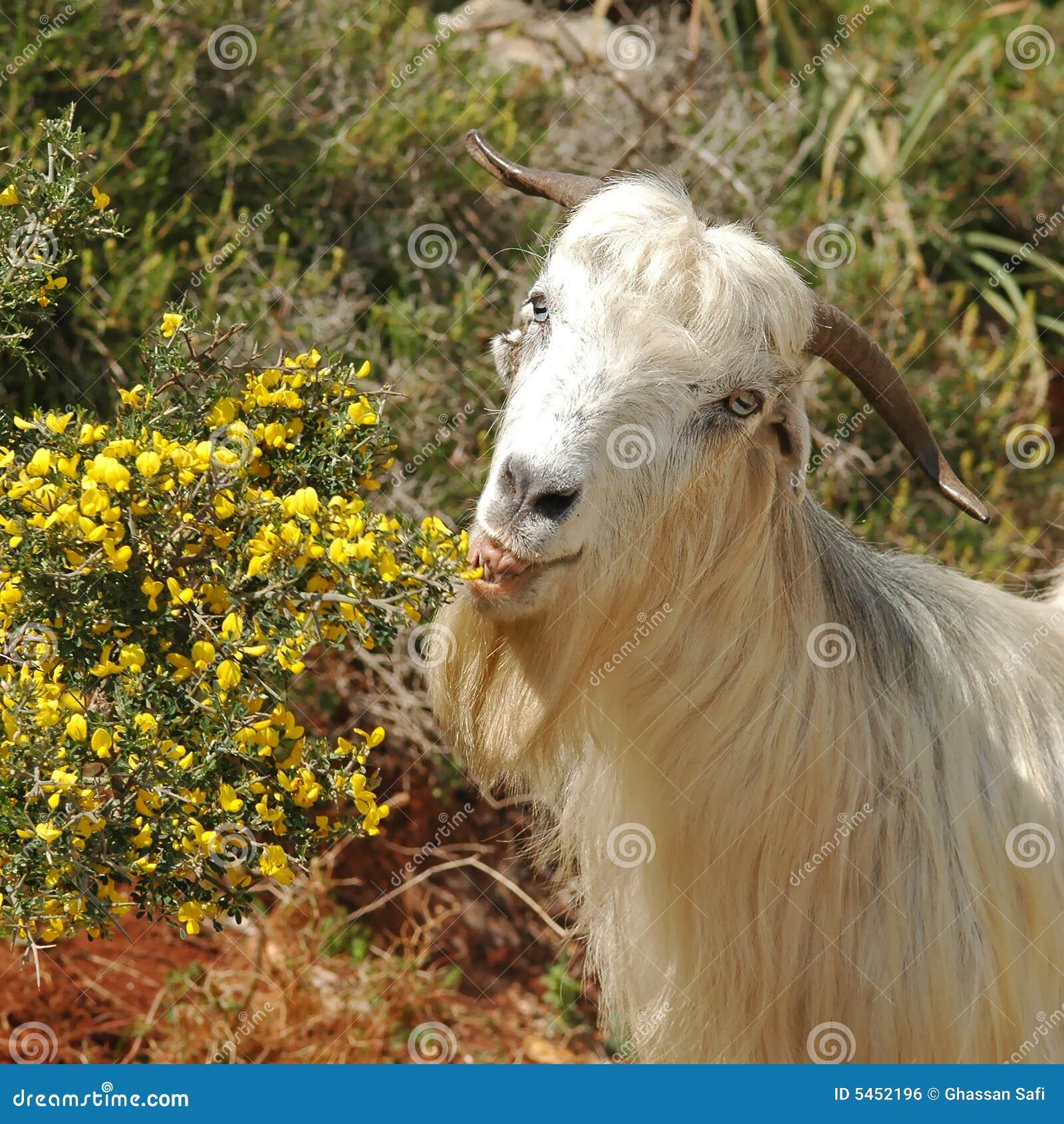 Goat and Spring stock photo. Image of happy, farm, mammals - 5452196