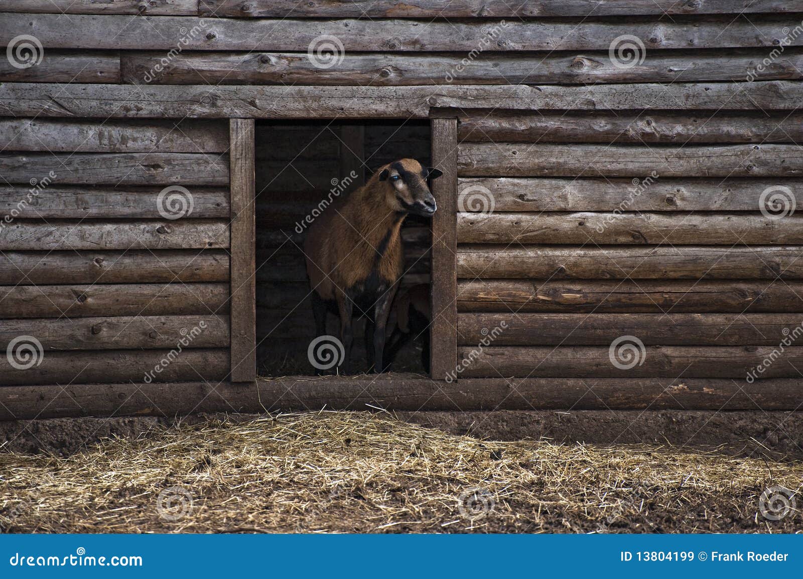 Goat in the stable stock image. Image of house, soil - 13804199