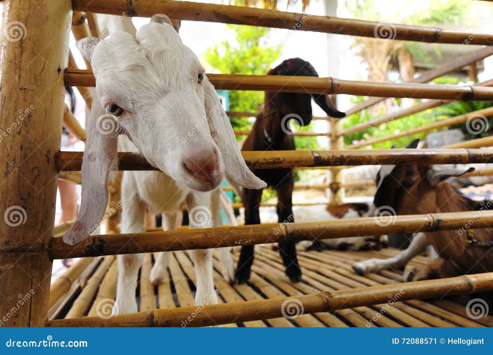 Goat in the stall stock image. Image of nature, stall - 72088571