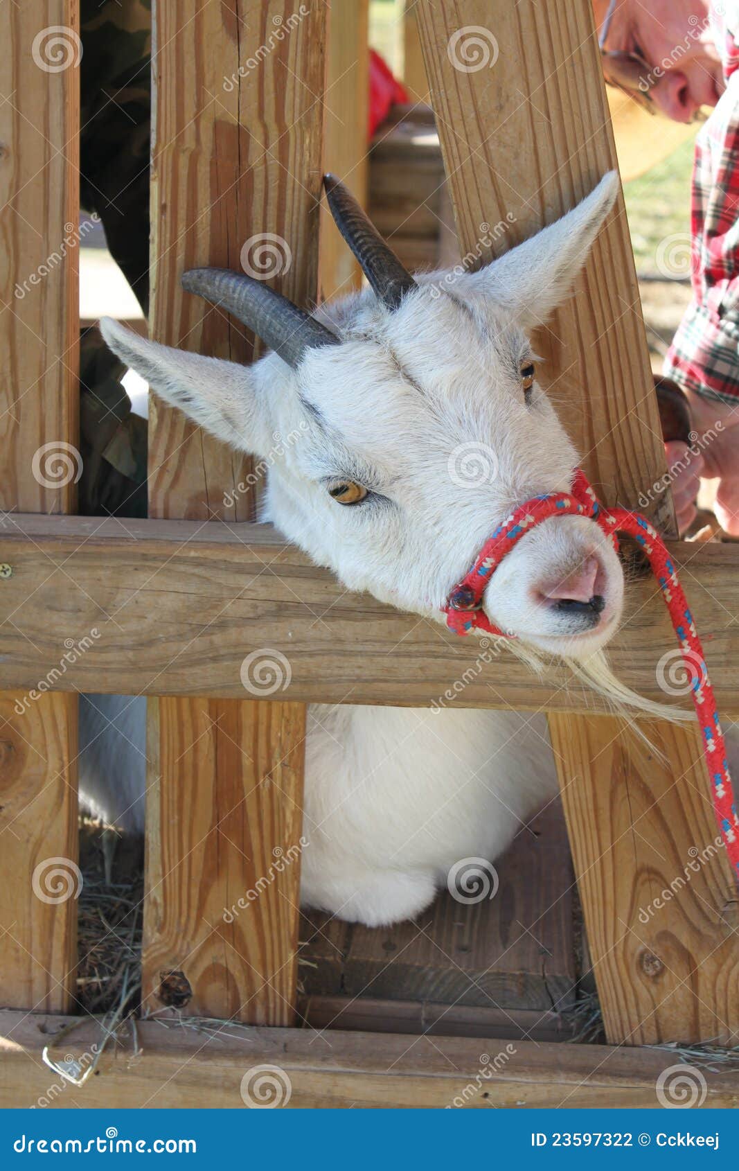 Goat in a Stanchion stock photo. Image of animal, white - 23597322