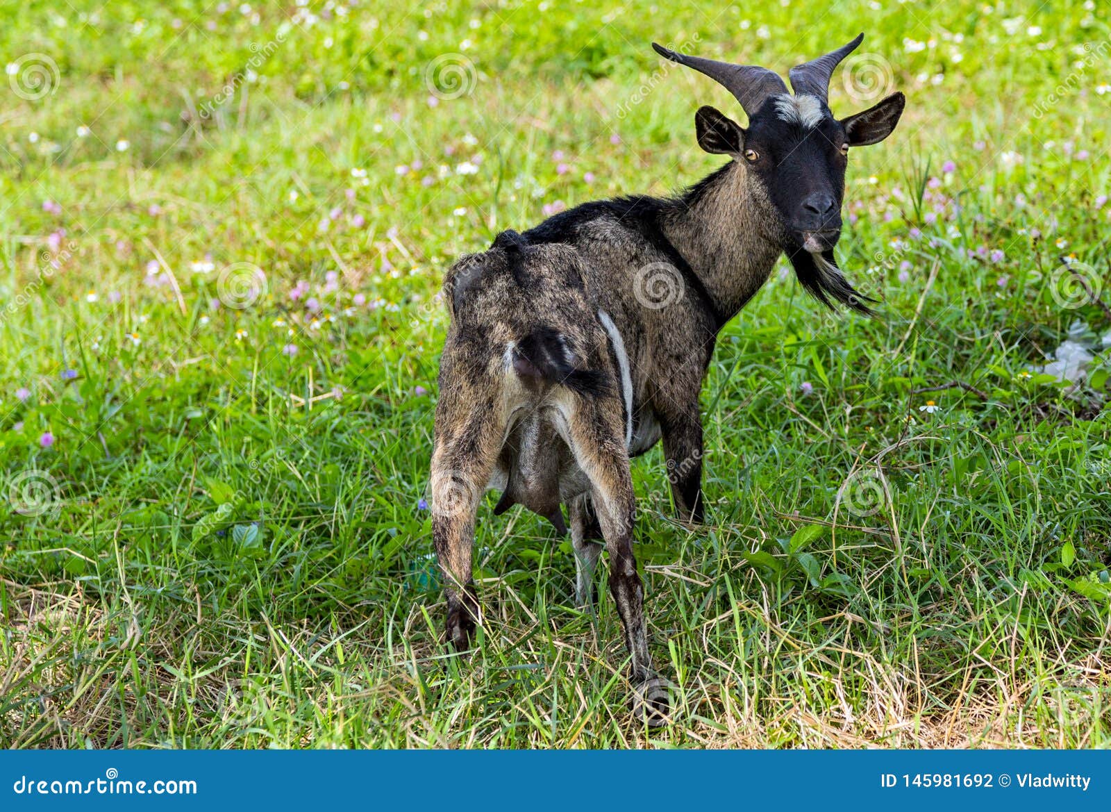Goat Stand in Green Meadow Grass Stock Photo - Image of mammal ...