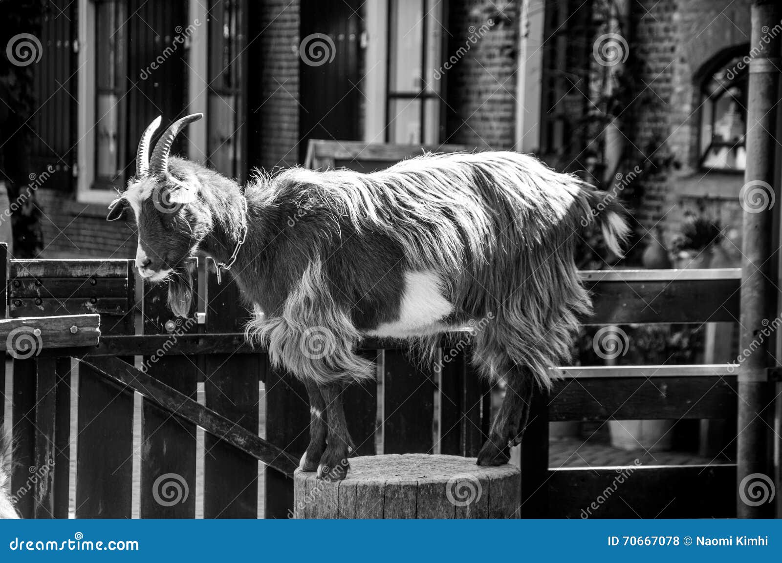 Goat Stand Wood Block Stock Photos - Free & Royalty-Free Stock Photos ...