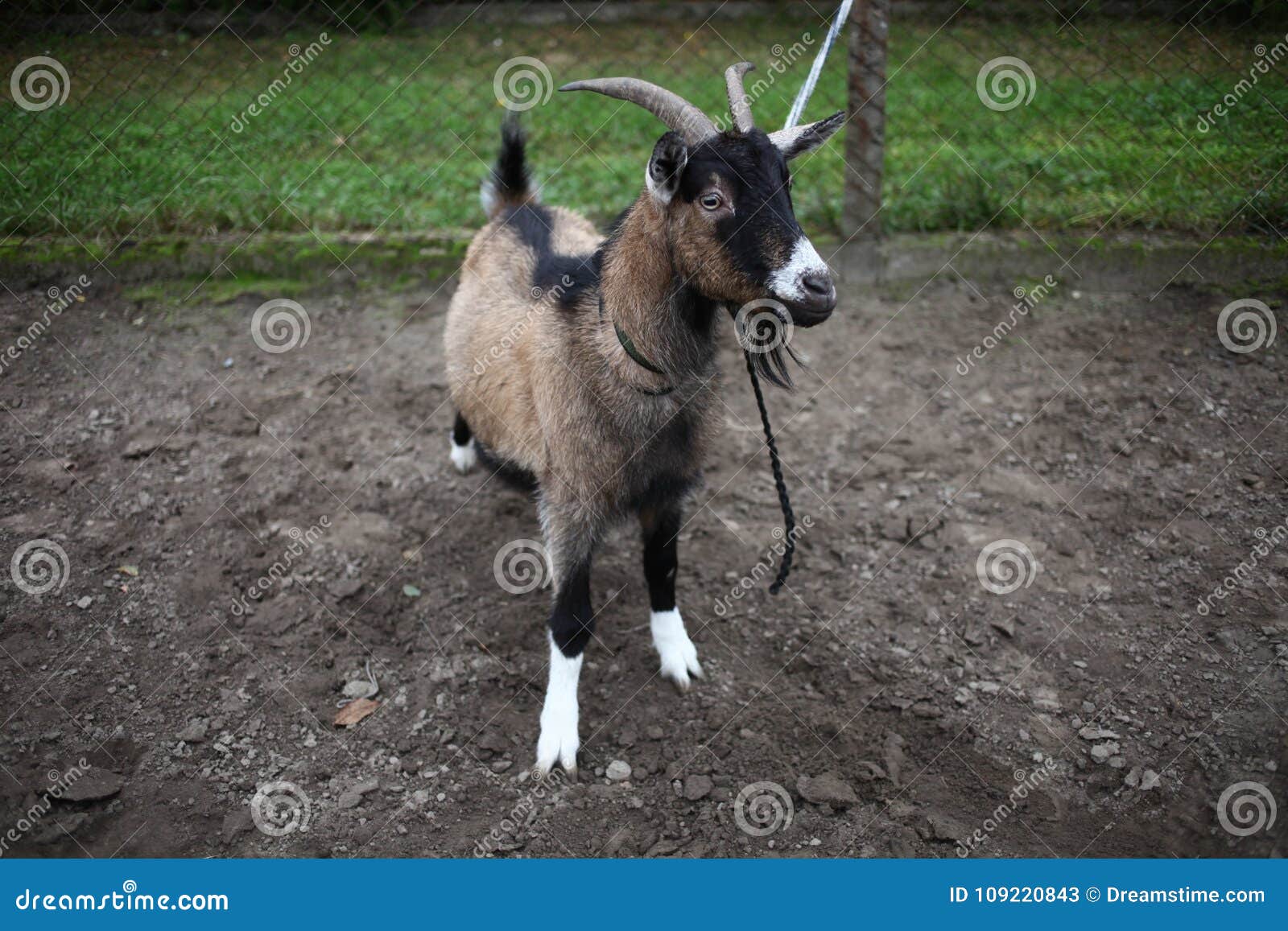 Goat in the barn yard stock image. Image of farm, yard - 109220843