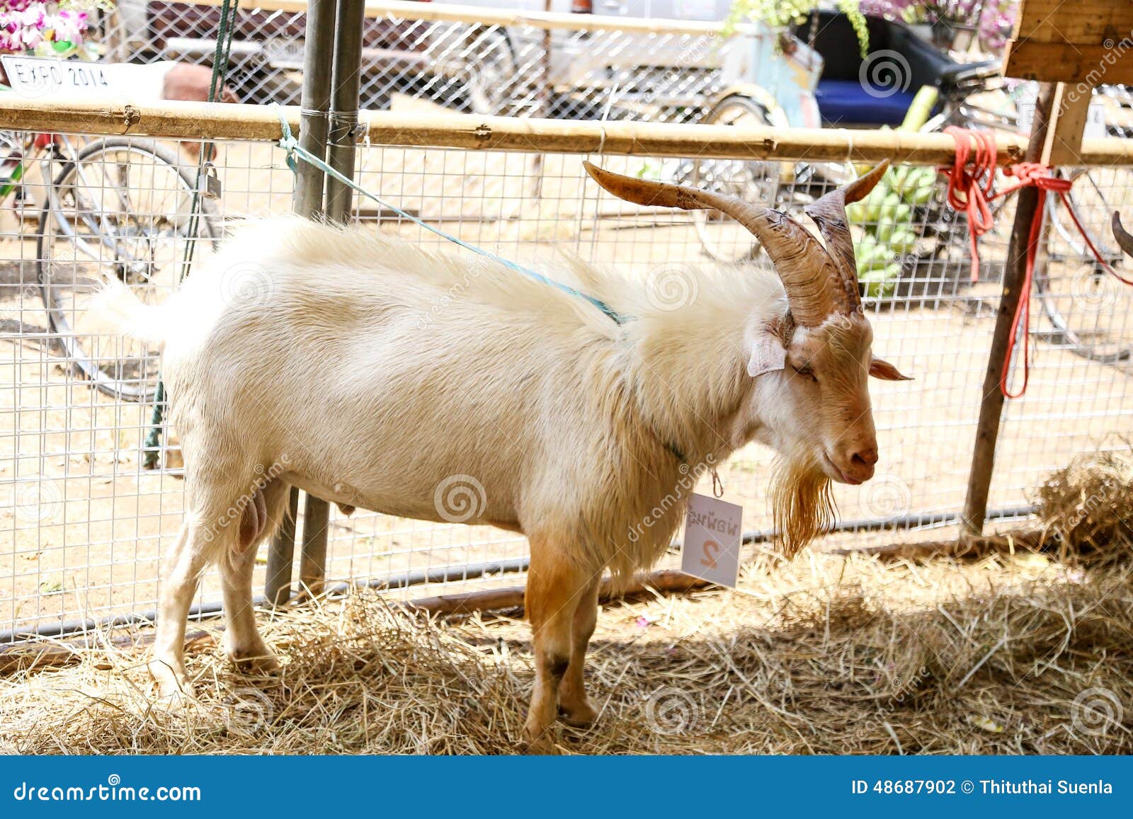 Goat standing stock photo. Image of horn, standinggoat - 48687902