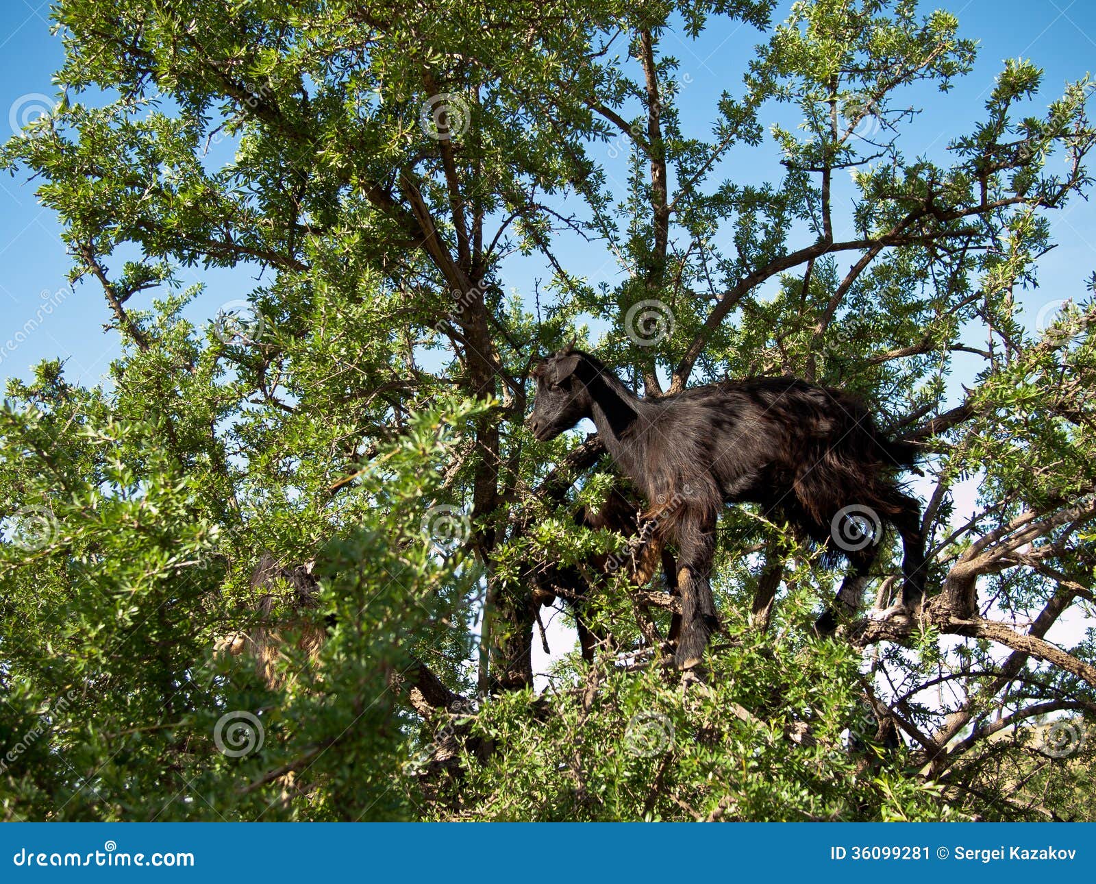Goat standing on a branch stock image. Image of animal - 36099281