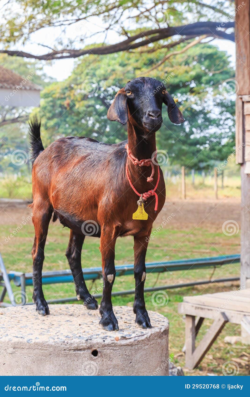 Goat Standing On A Pole Royalty-Free Stock Photo | CartoonDealer.com ...