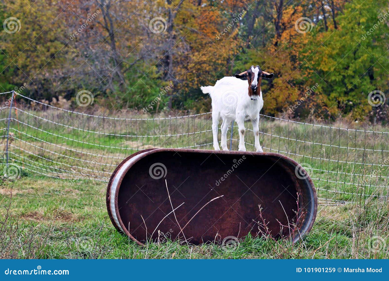 Goat stock image. Image of billy, water, animal, tank - 101901259