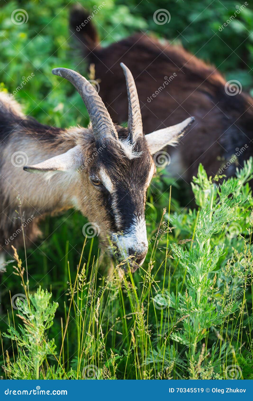 Goat Standing on Pasture with Green Grass Stock Image - Image of meadow ...