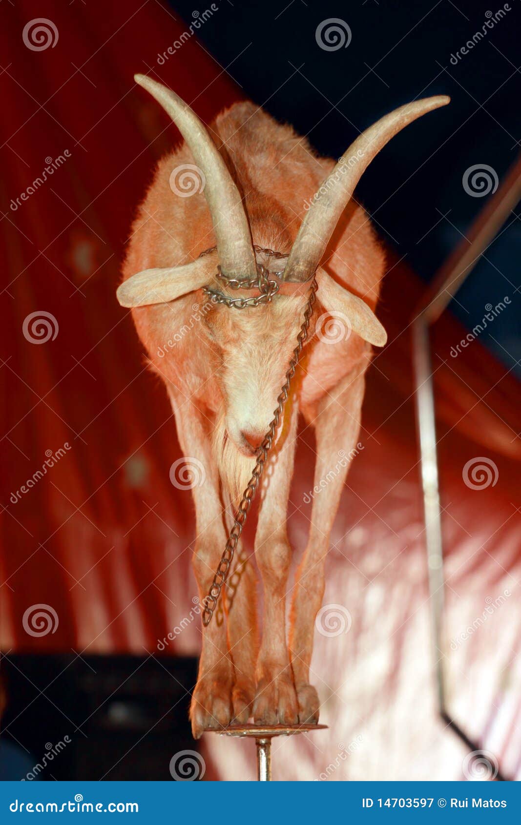 Goat Standing Pole Stock Photos - Free & Royalty-Free Stock Photos from ...