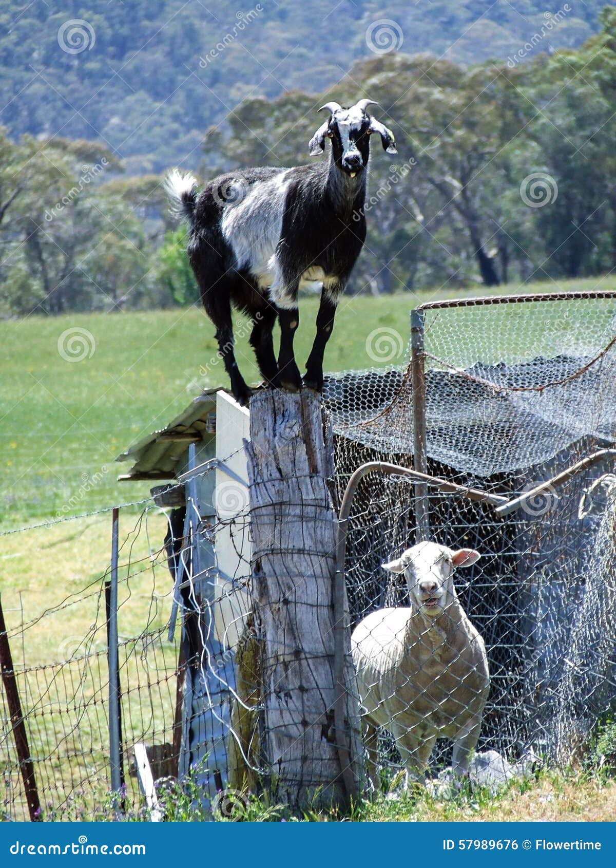 Goat Standing on Post with Sheep Stock Photo - Image of perch, goat ...