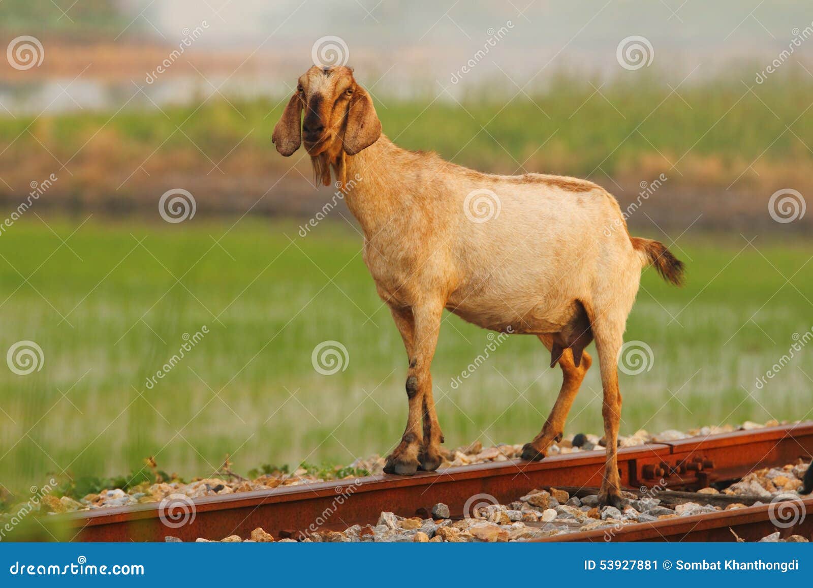 Goat stock image. Image of railroad, railroadtrack, farm - 53927881