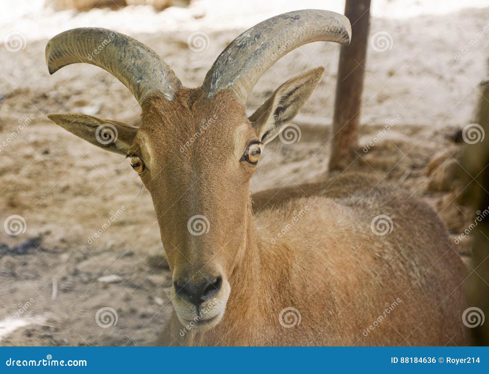 Goat stock photo. Image of stare, goat, billy, farm, pose - 88184636