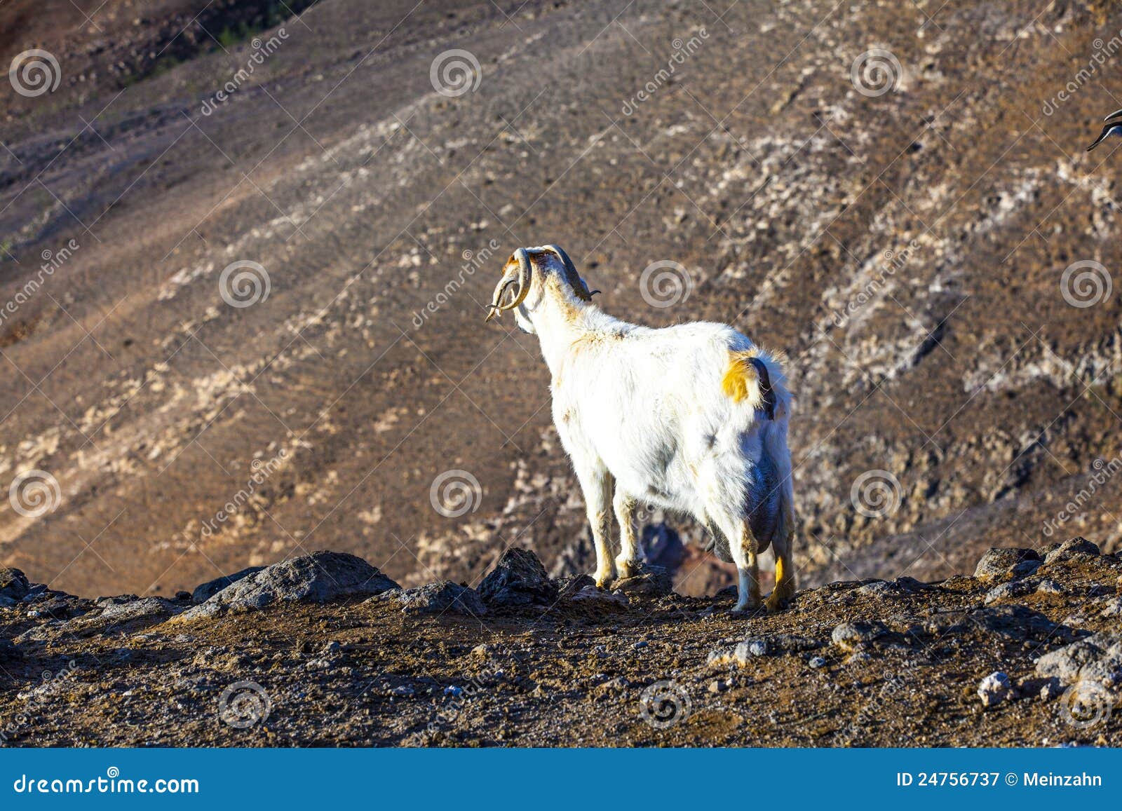 Goat Standing on Top of a Mountain at Lanzarote Stock Image - Image of ...