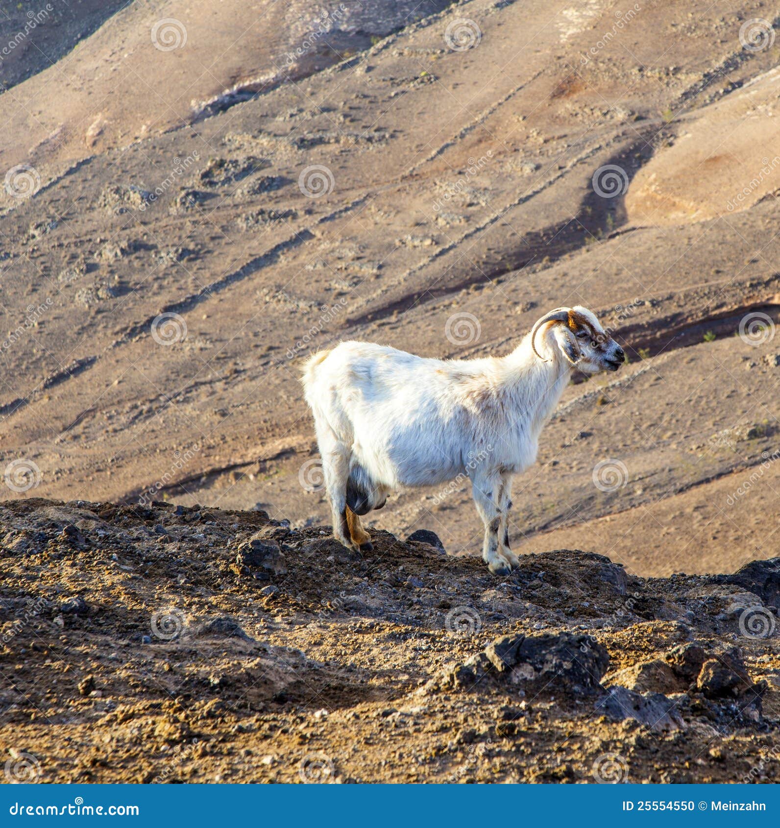 Goat Standing on Top of a Mountain in Lanzarote Stock Photo - Image of ...