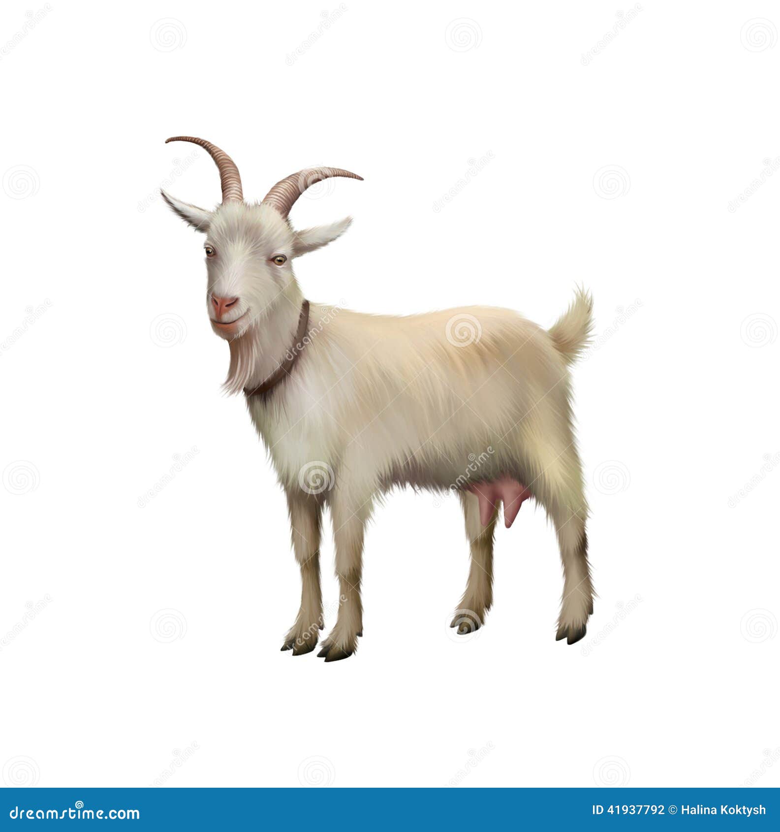 Goat Standing Up Isolated on a White Background Stock Illustration ...