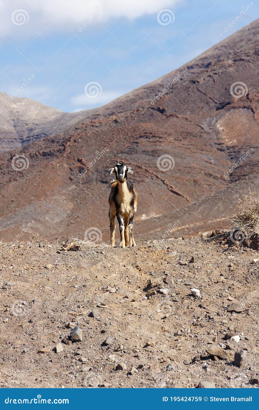 Goat Standing among the Volcanic Rocks on the Island of Fuerteventura ...