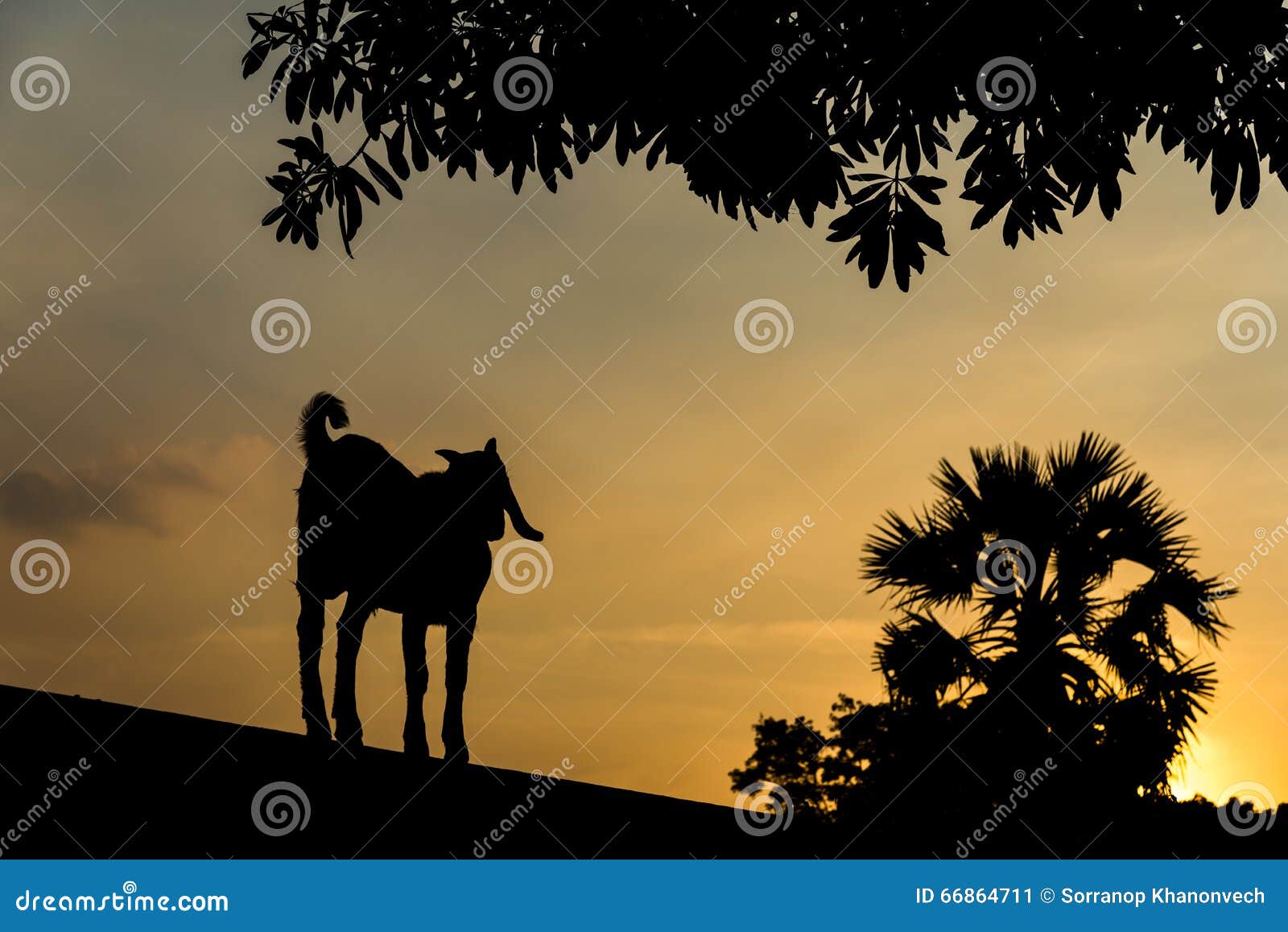 Goat Standing on a Wall Looking Out To the Outside. Stock Image - Image ...