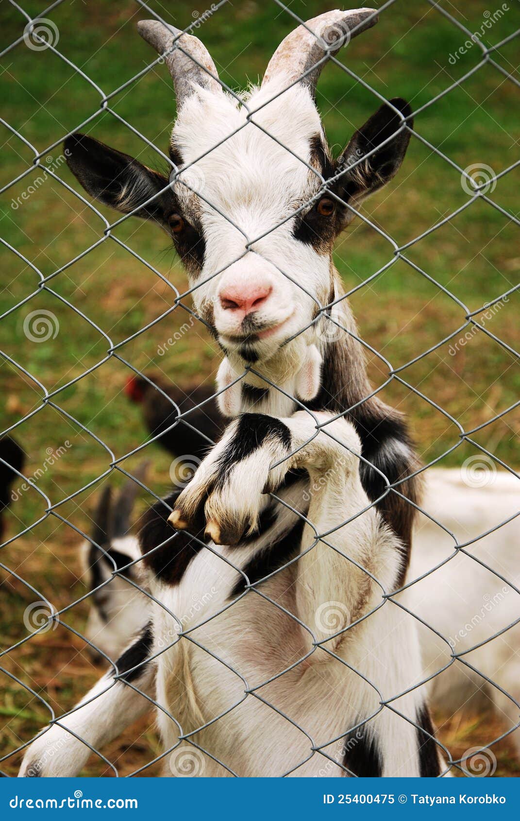 A Goat Standing and Watching through the Fence Stock Image - Image of ...
