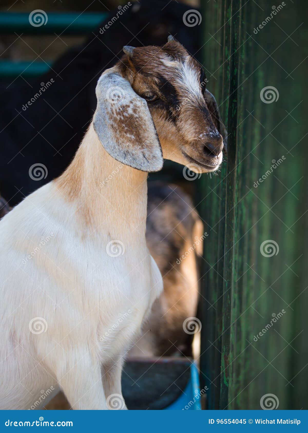 The Goat Stands Calm stock image. Image of grille, background - 96554045