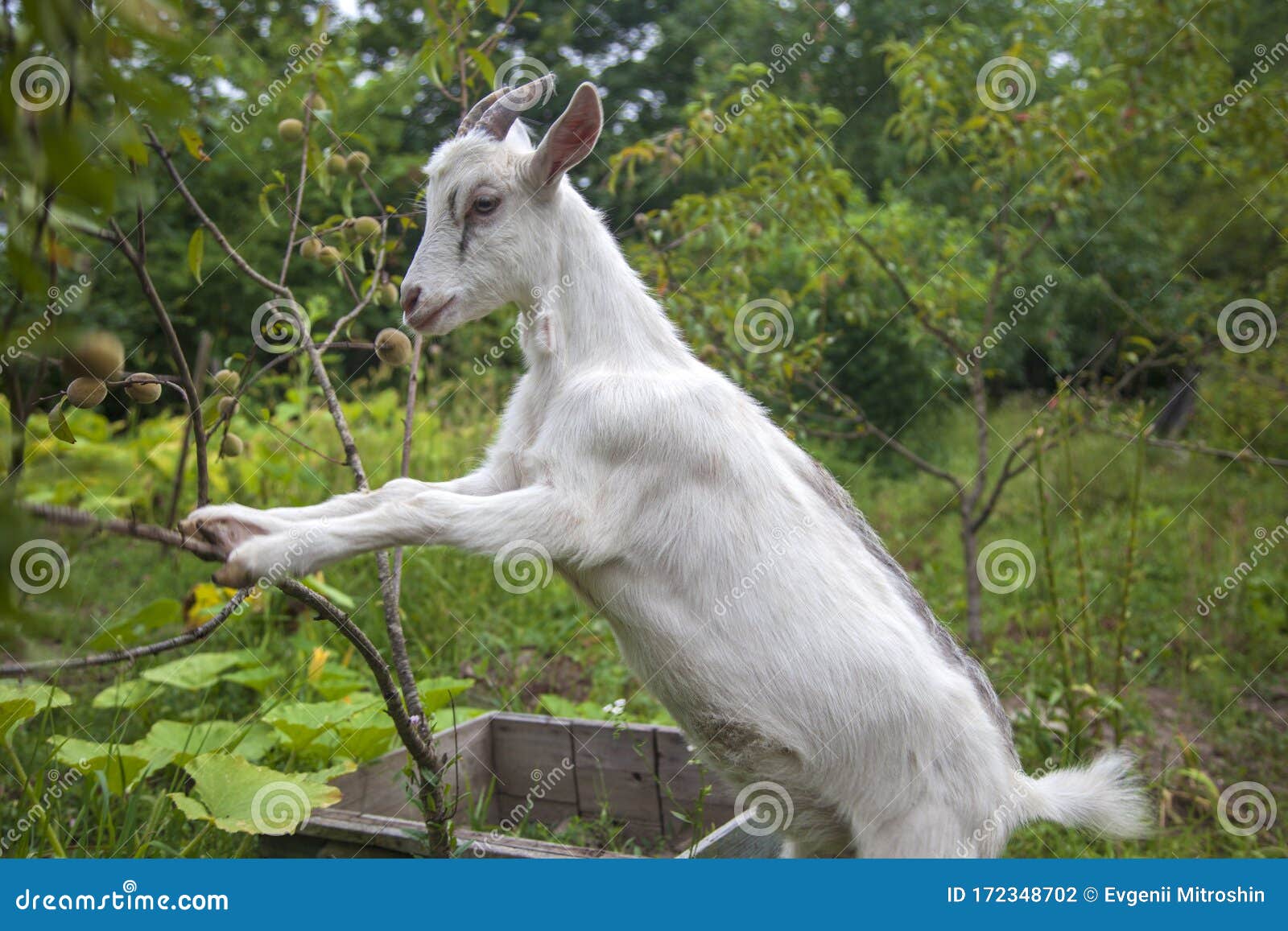 Goat Stands on Its Hind Legs and Eats Tree Leaves Stock Photo - Image ...