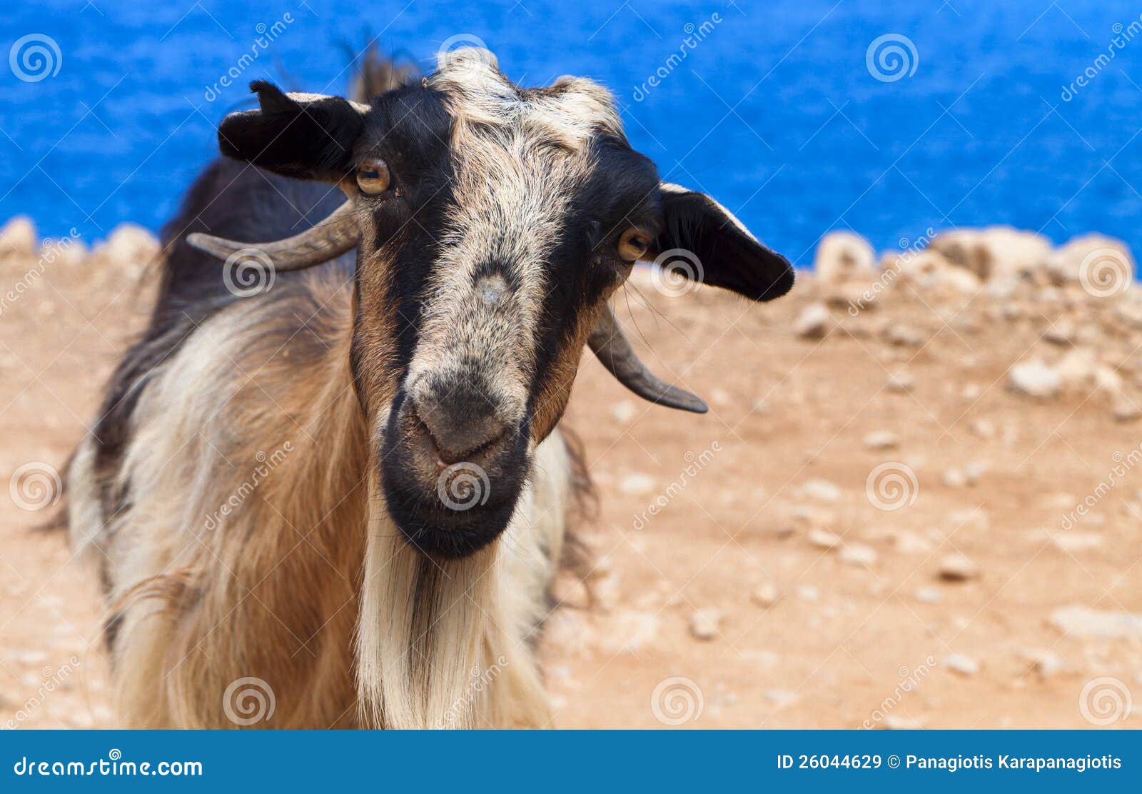 Goat staring at the camera stock image. Image of animal - 26044629