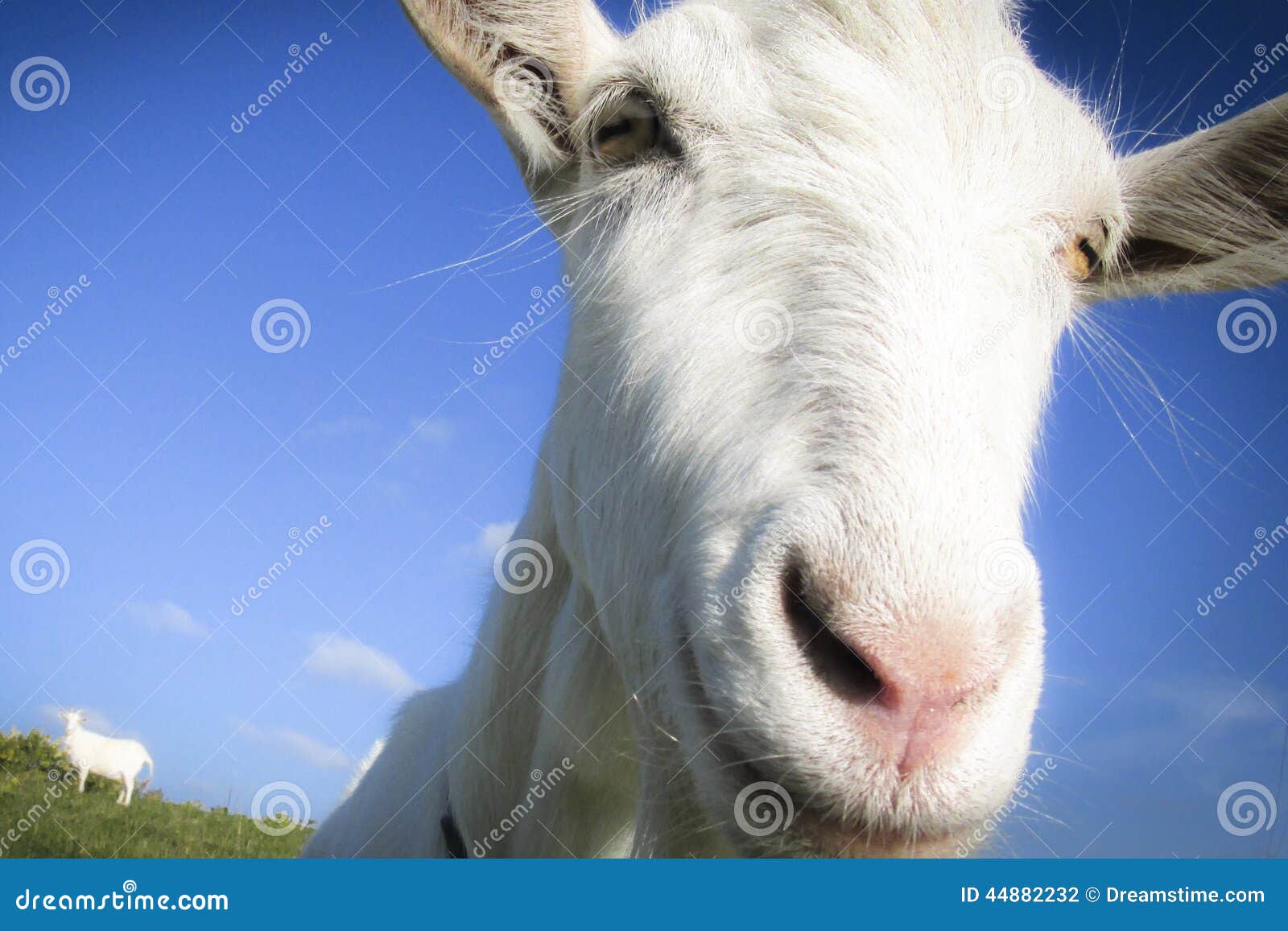 Goat stock photo. Image of pets, animals, standing, close - 44882232