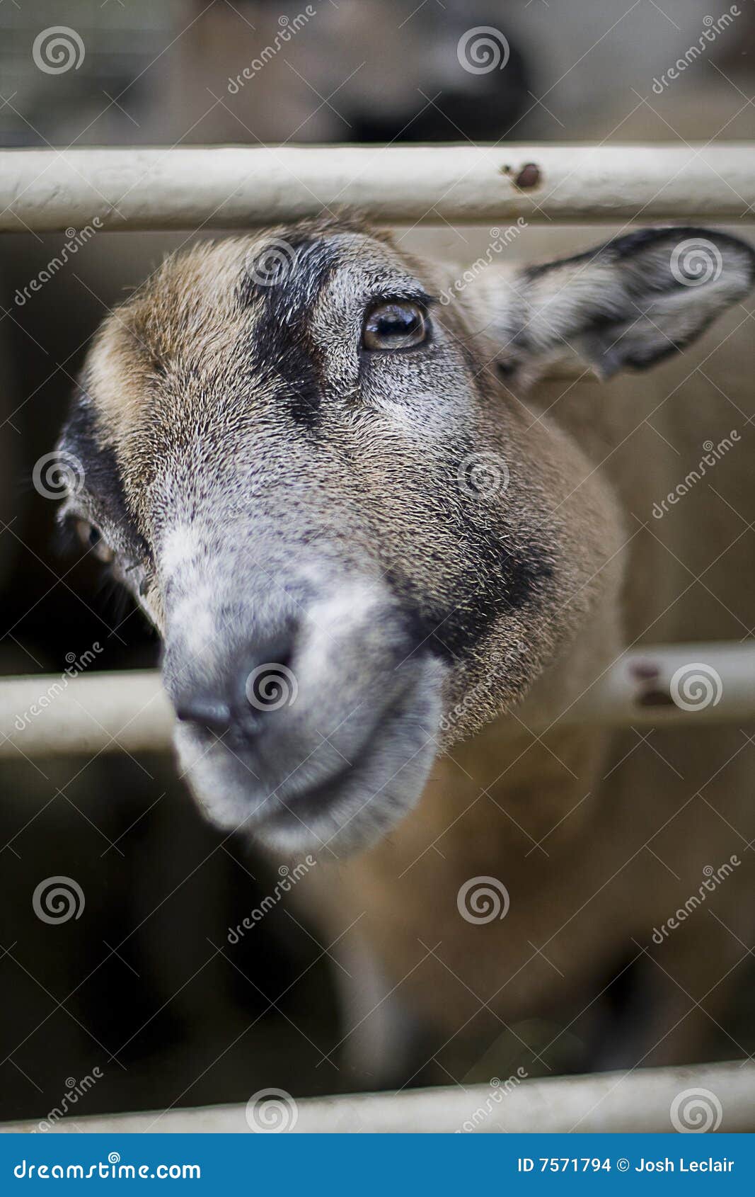 Goat Staring through Fence stock photo. Image of alabama - 7571794