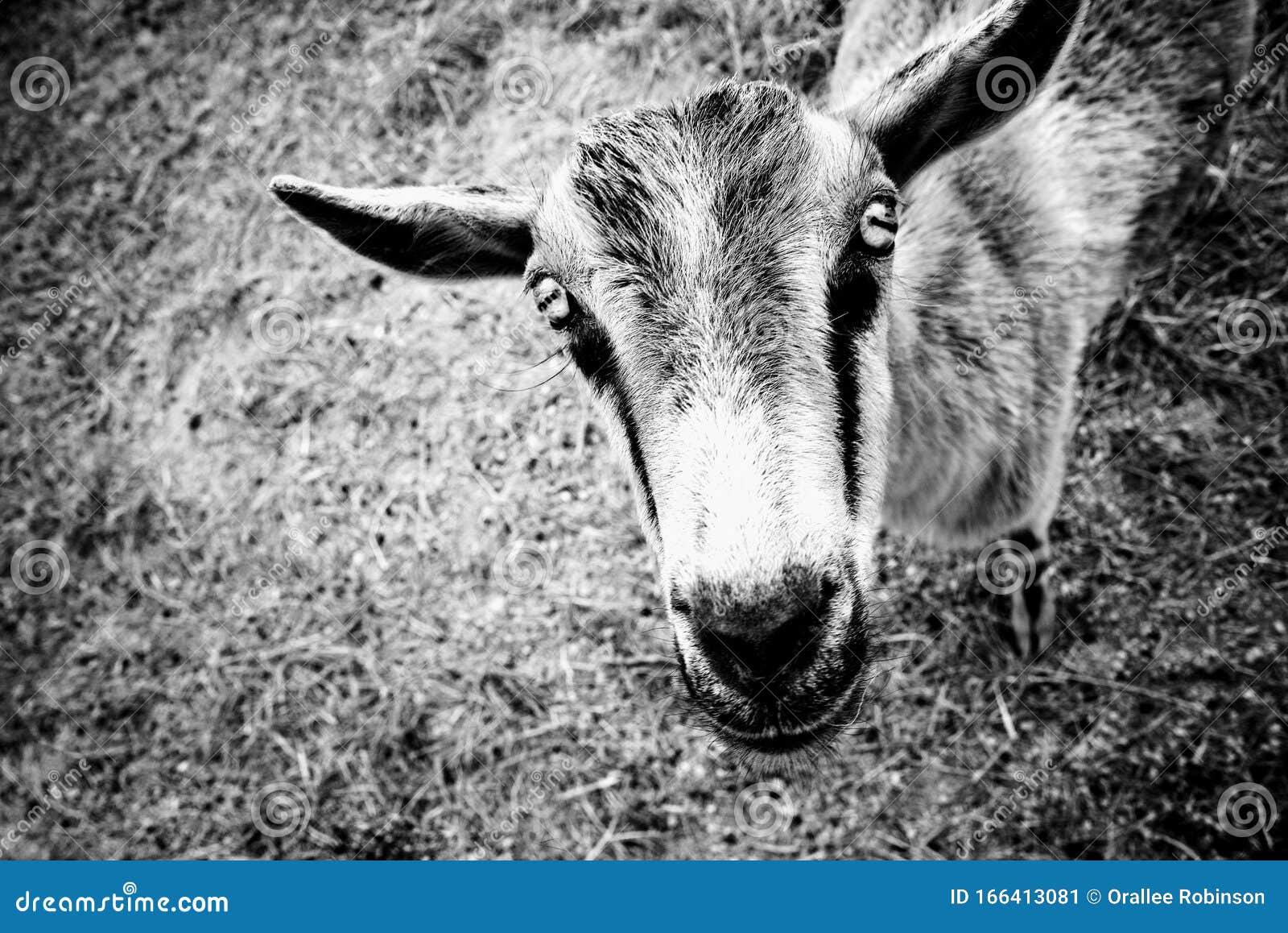 Goat Staring at You in Black and White Stock Image - Image of looking ...