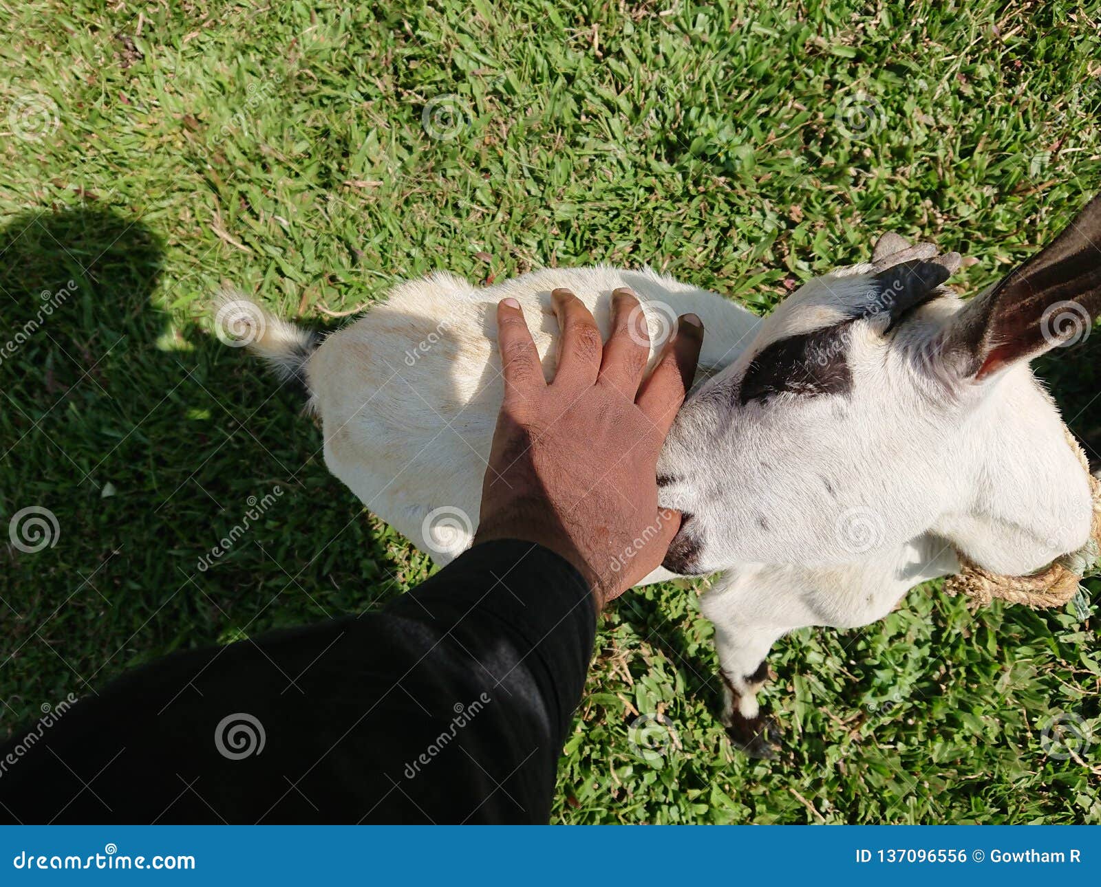 Goat feeding stock photo. Image of started, feeding - 137096556
