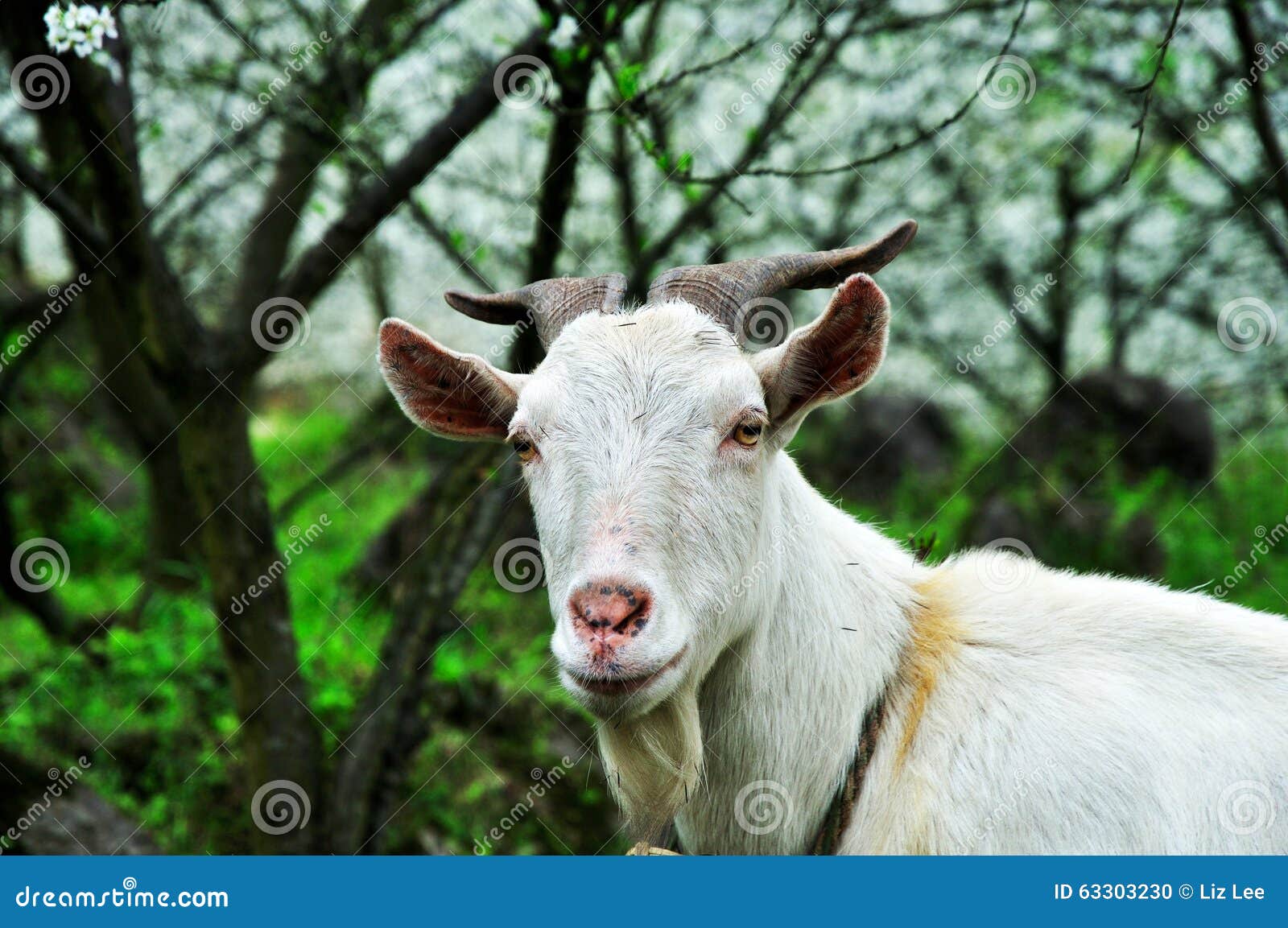 Goat stock photo. Image of cultivate, grass, flora, beautiful - 63303230