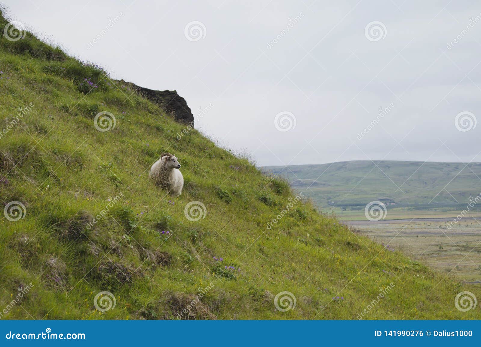 Goat on Steep Mountain Grass in Iceland Stock Photo - Image of wool ...
